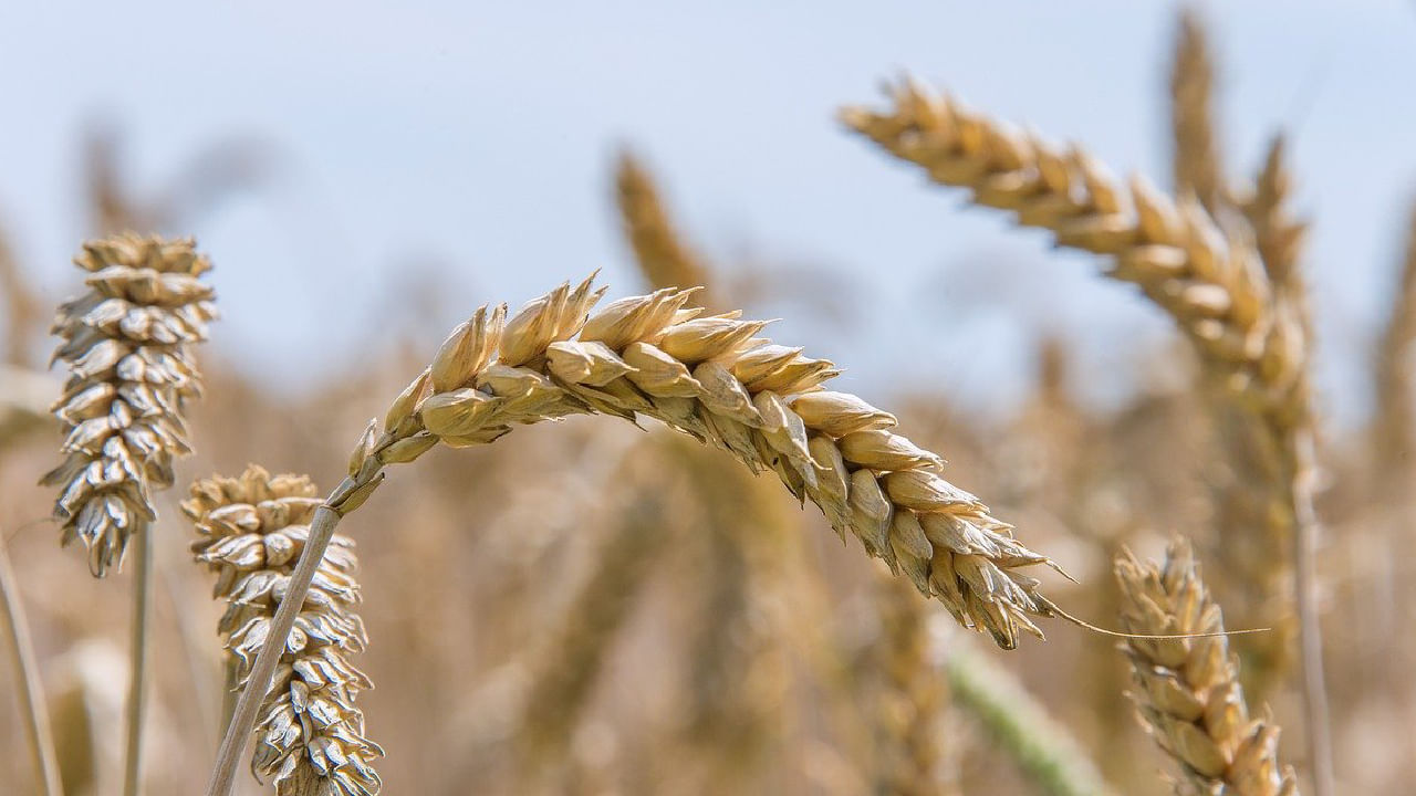 List of Biofortified Wheat Varieties in India: A Healthier Choice