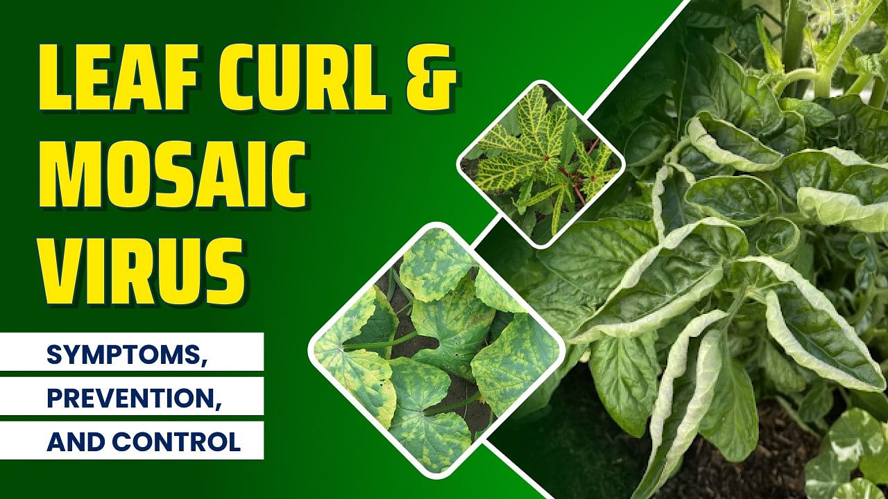 Leaf Curl Virus Symptoms Prevention And Control