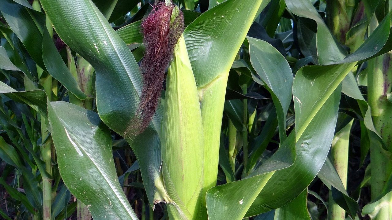 Biofortified Maize Varieties: A Nutritious, Sustainable, and Profitable ...