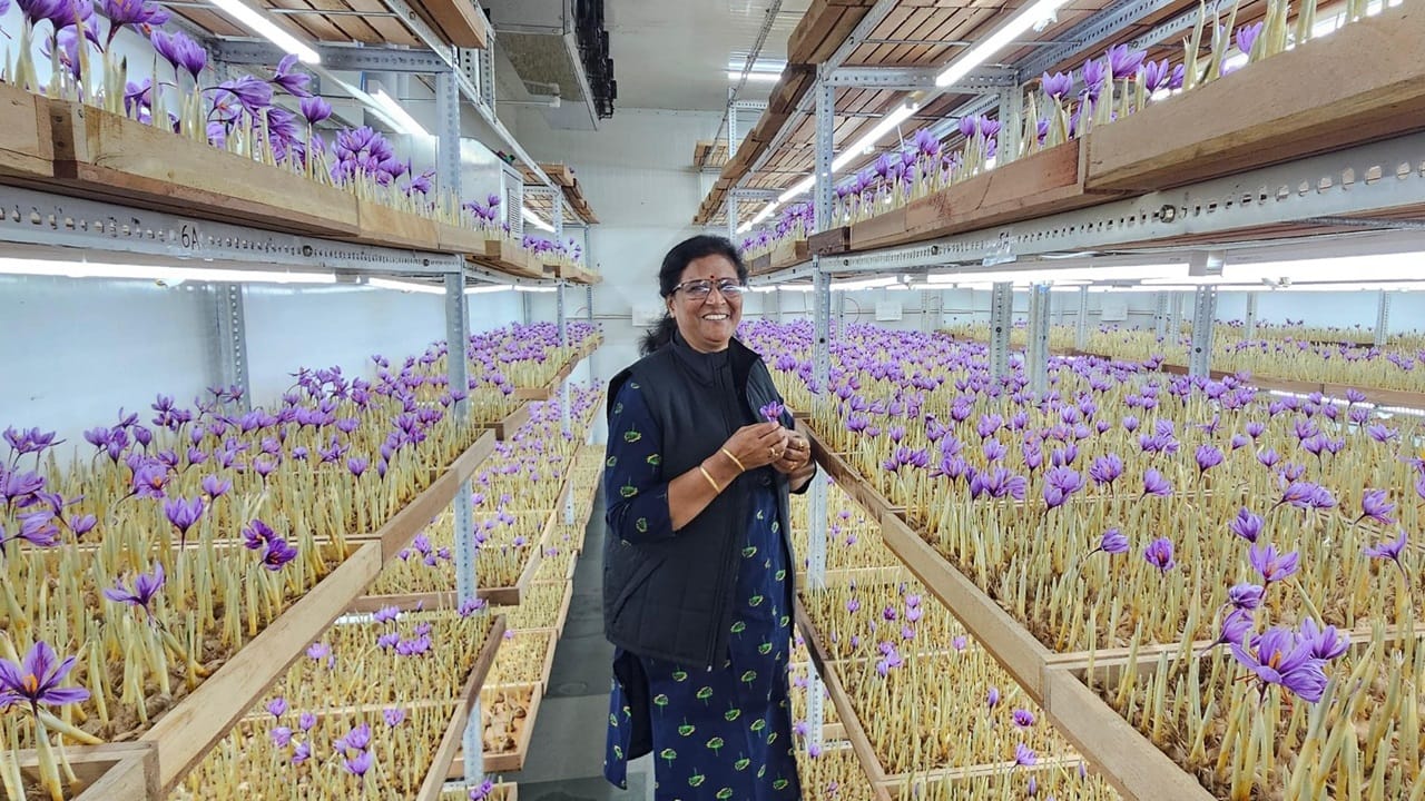 64-Year-Old Woman Earns Lakhs from Indoor Saffron Farming and Empowers ...