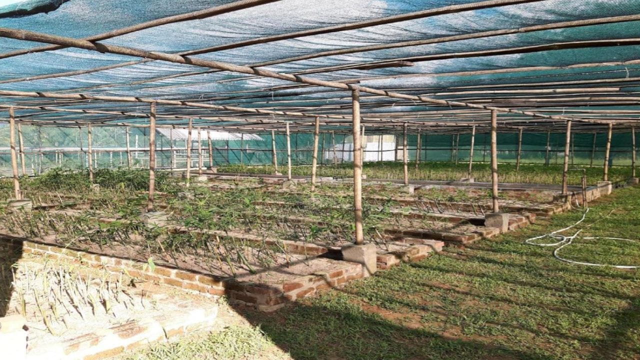 World Bamboo Day: The Art of Living Distributed 150,000 Free Bamboo ...