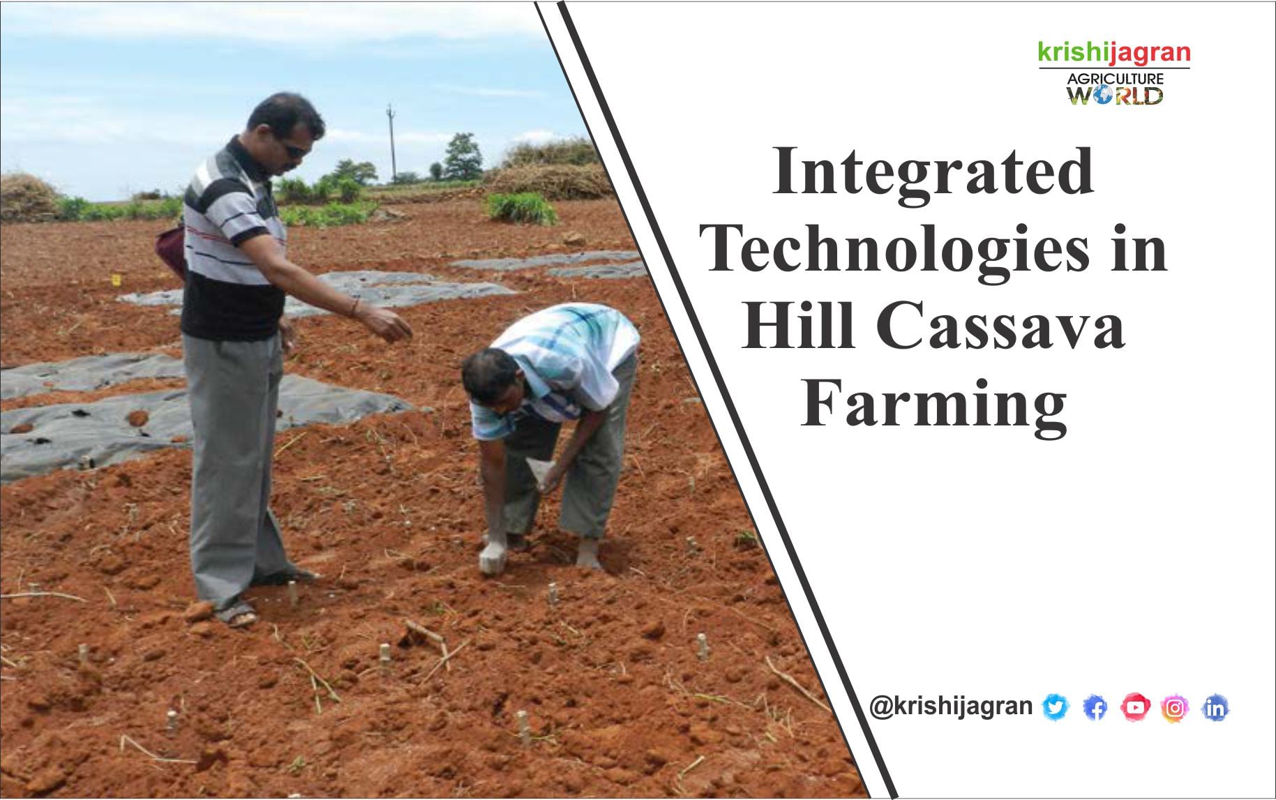 Integrated technologies in Hill Cassava Farming: Impact on Tribal Lives