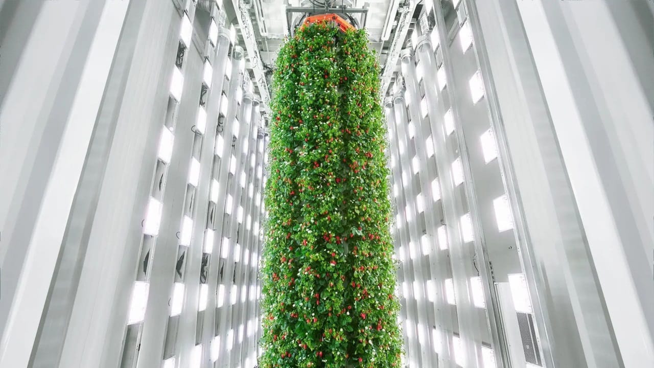 World's First Large-Scale Indoor Vertical Berry Farm Opens, Using AI to ...