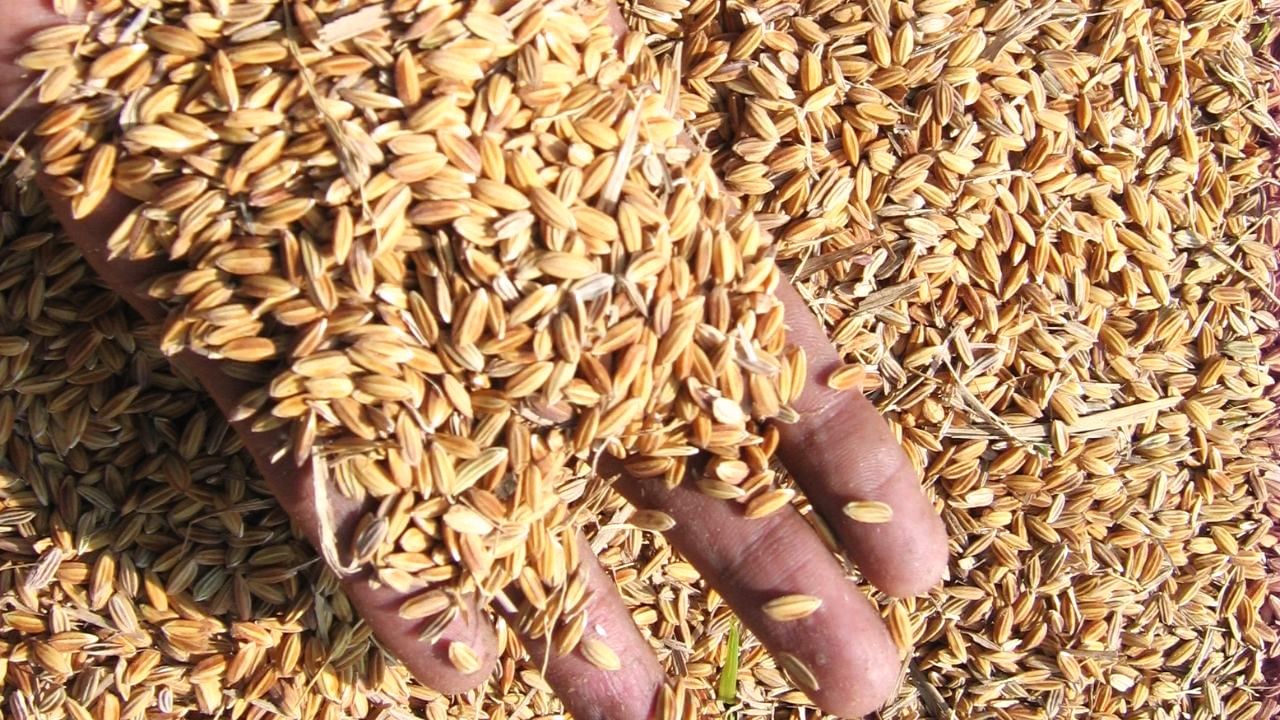 Paddy Procurement Begins in UP with MSP Set at Rs 2,300; Farmers to Get ...