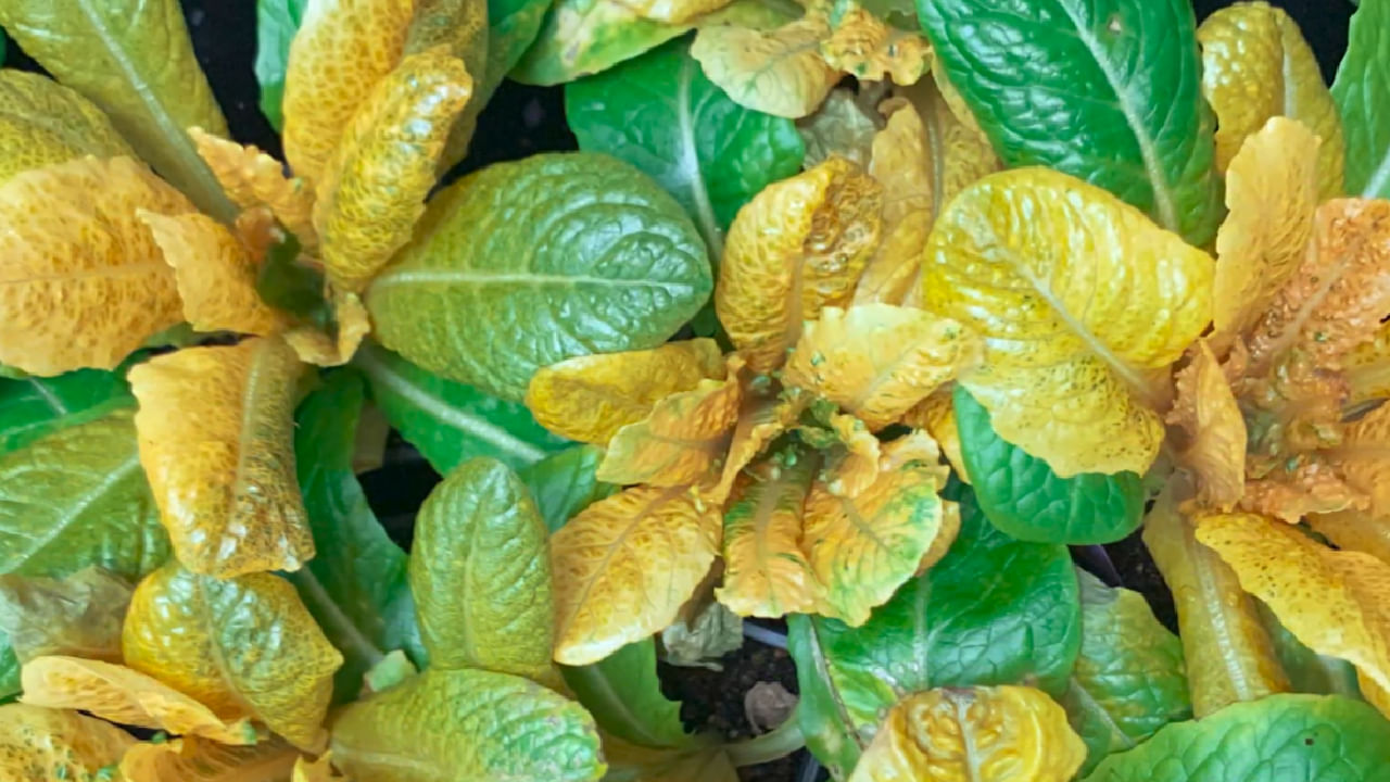 Golden Lettuce: Spanish Scientists Biofortified Greens to Boost Vitamin ...