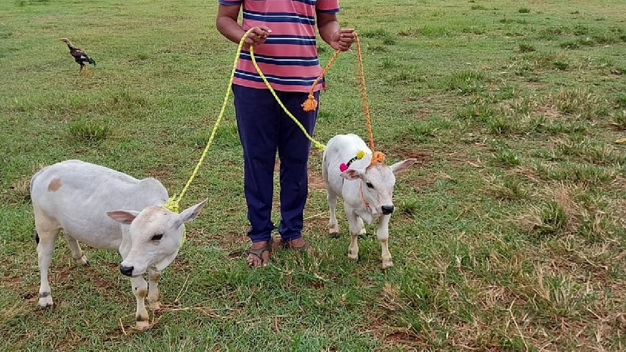 Punganur Cow: World’s Smallest Cow, Gives 3 Litres of Milk a Day