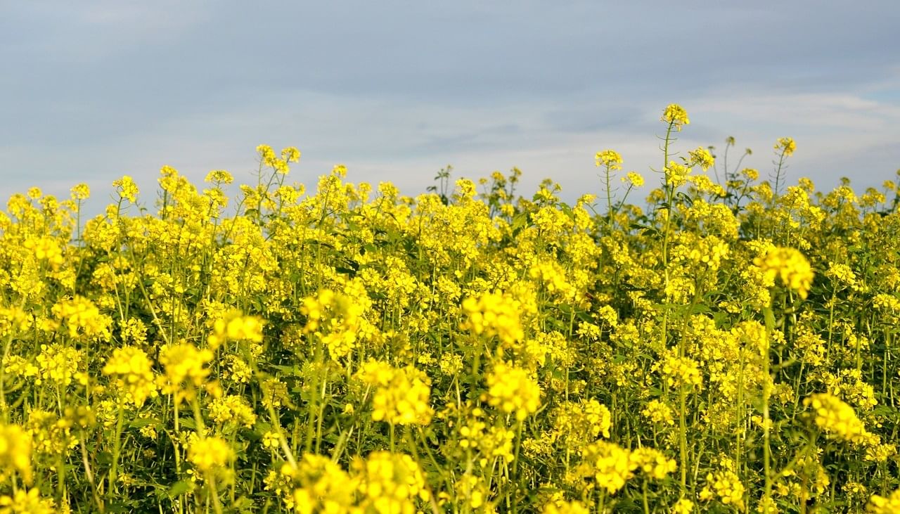 Govt Hikes MSP for Rabi Crops 2025-26, Rapeseed & Mustard See Highest ...