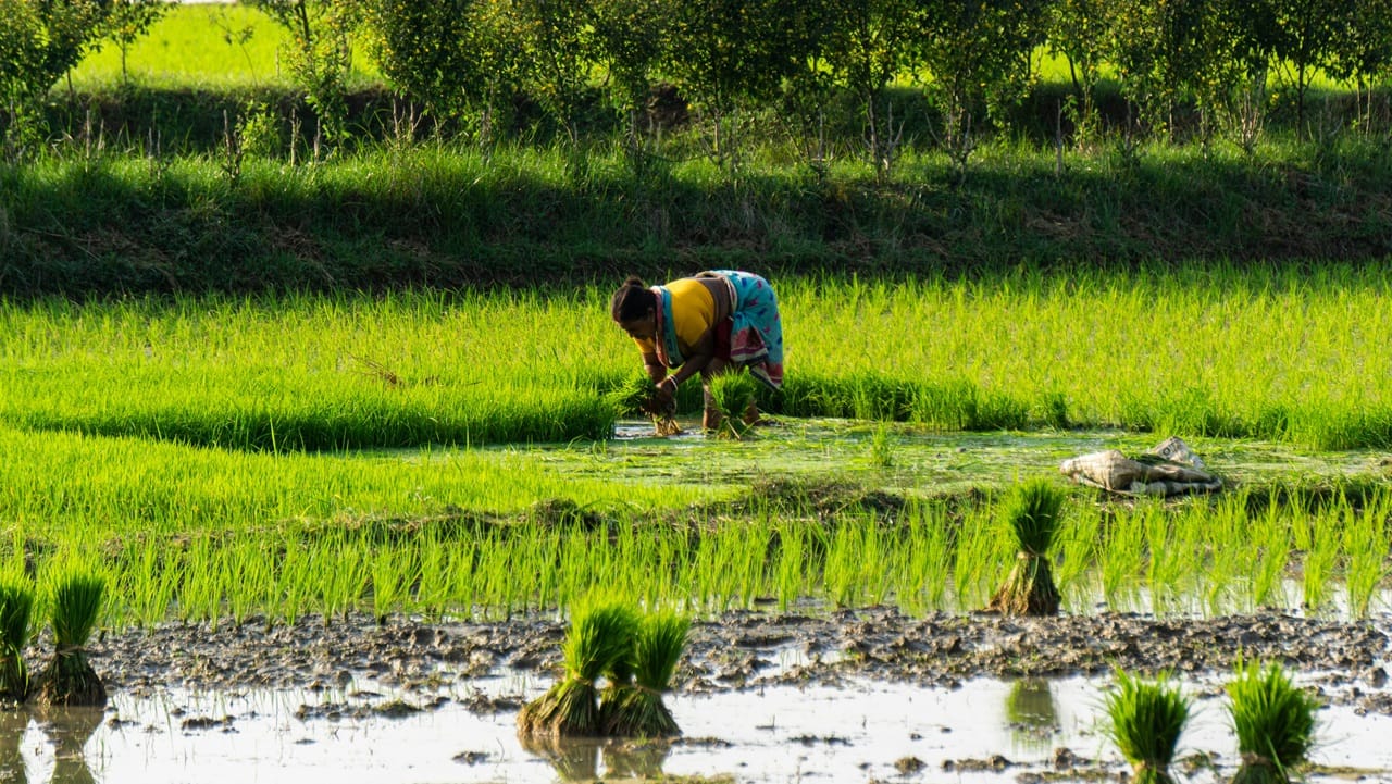 Data-Driven Farming Strategies Could Boost Rice Production in India ...