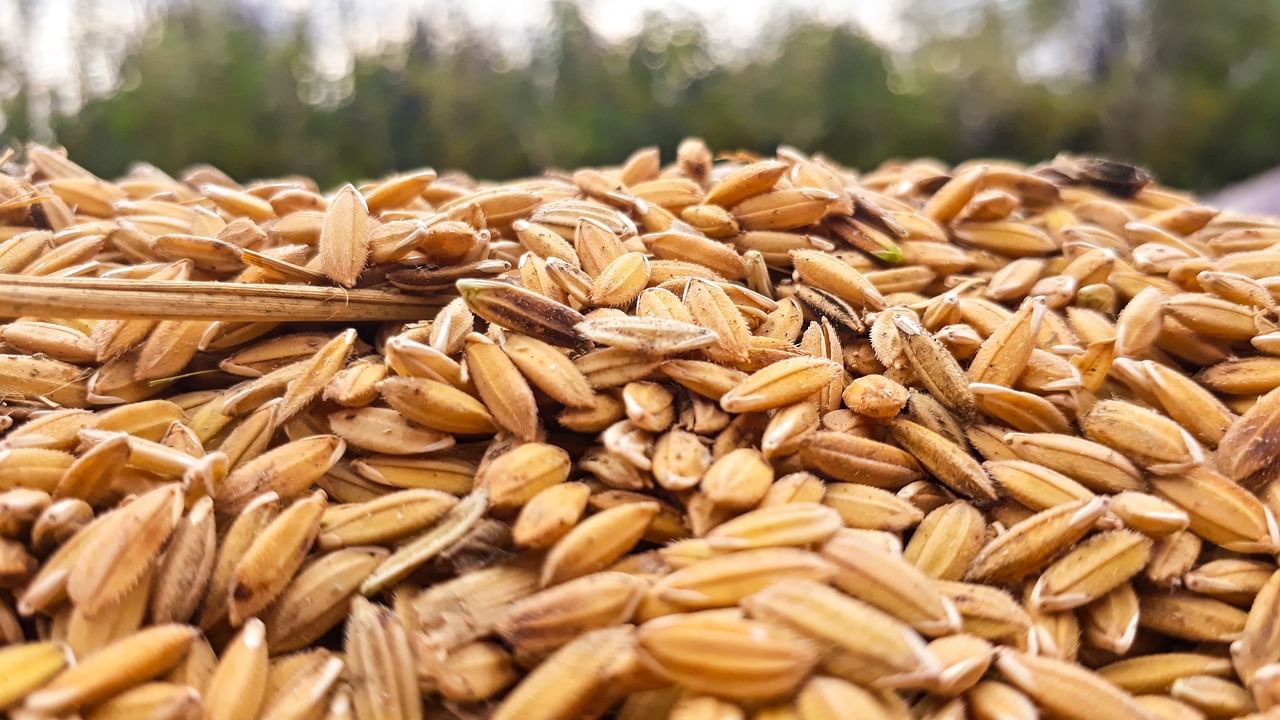 FCI and State Agencies Procure Over 120 LMT of Paddy in Punjab ...