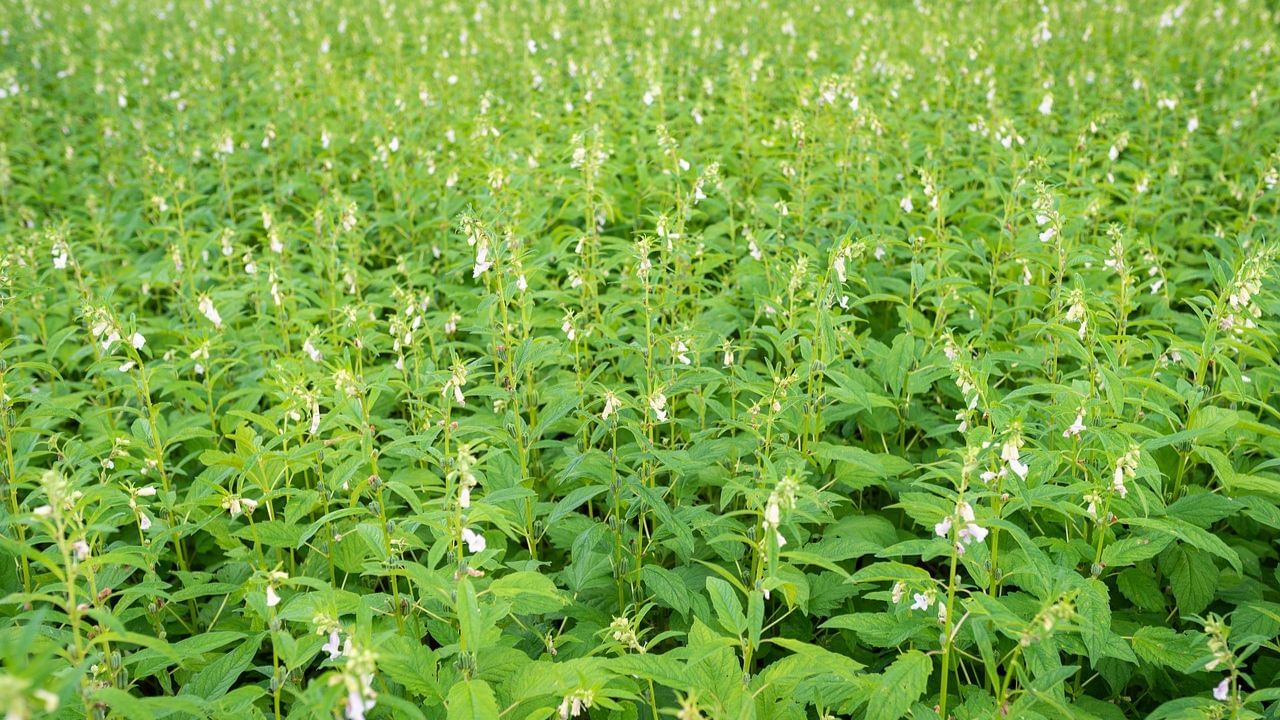 Sesame Farming: Boost Yields and Health with Improved Varieties