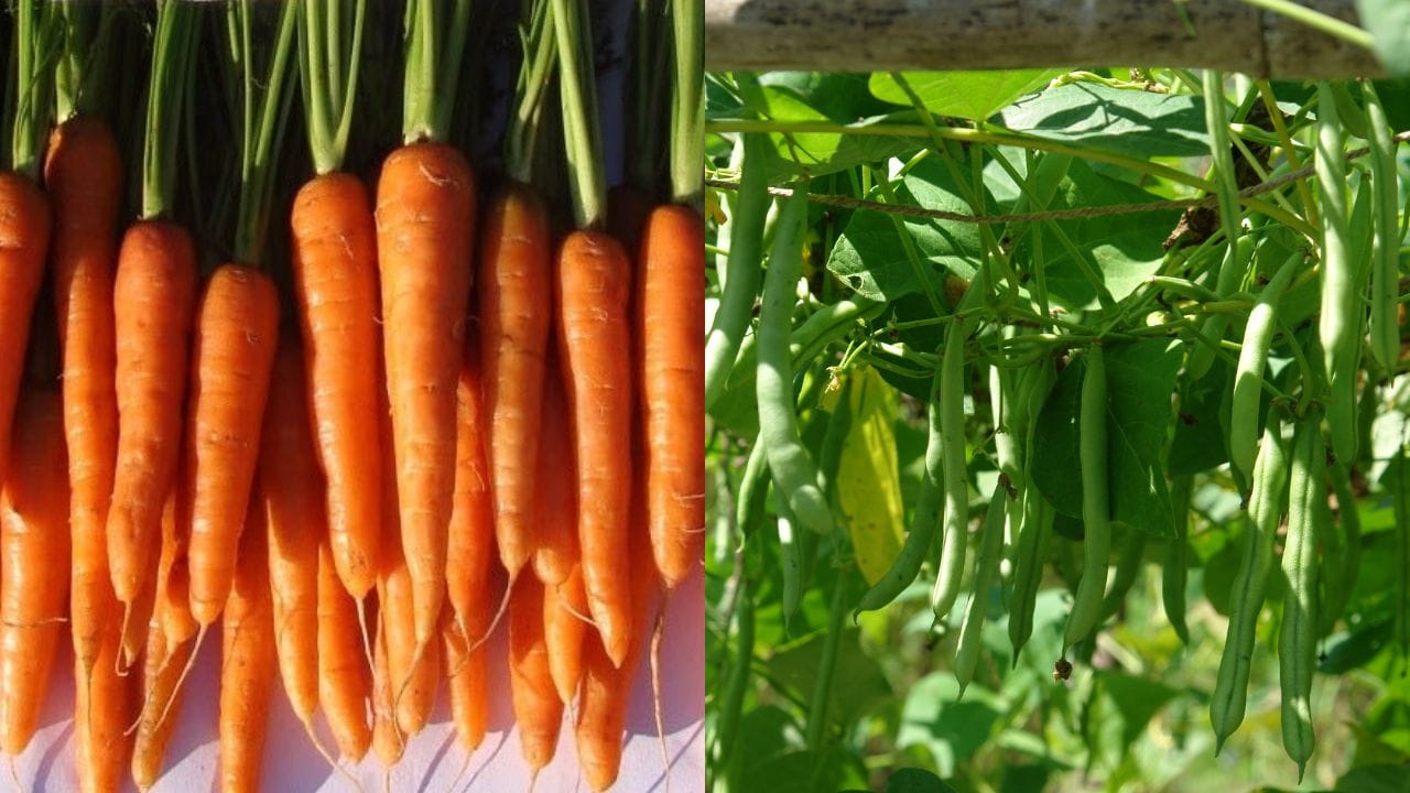 Nauni Varsity’s Vegetable Varieties Recognized Nationally for ...