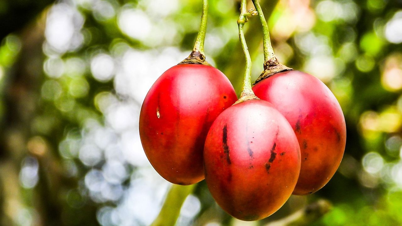 Tamarillo: A Profitable Fruit for Hill Farmers with Health Benefits and ...