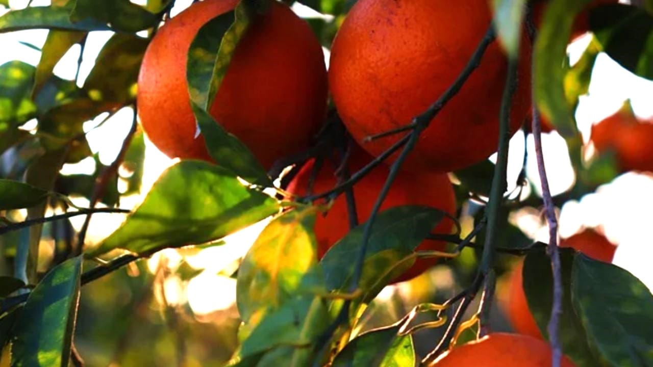 Kinnow: A Profitable and Sustainable Choice for Farmers in Arid Regions