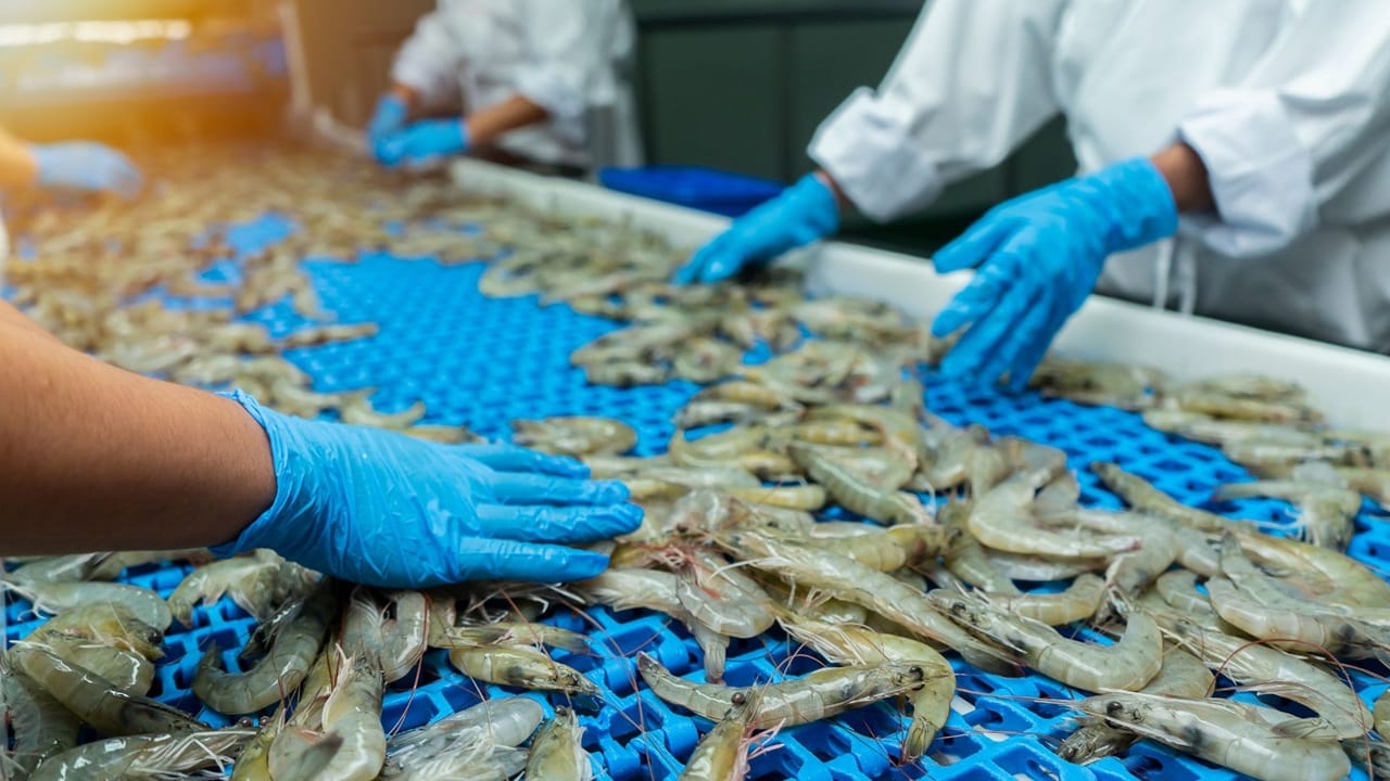 ICAR-CIBA Signs MoU with Agrocel Industries to Enhance Shrimp Farming