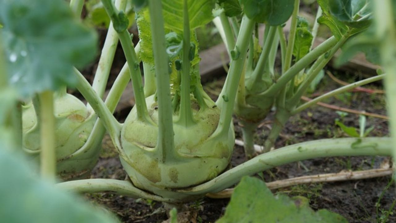 Knol-Khol: A Nutrient-Rich Vegetable with Untapped Potential in Indian ...