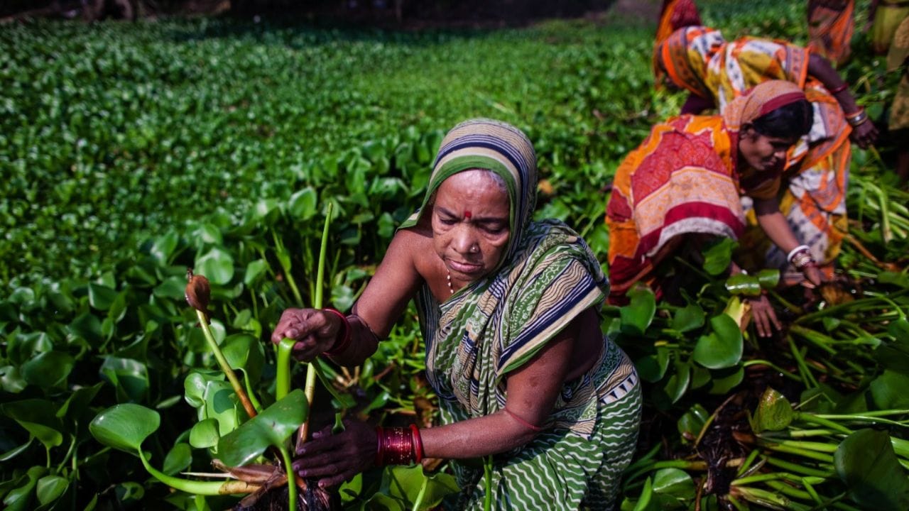 Small and Marginal Farmers: Challenges and Solutions for a Thriving ...