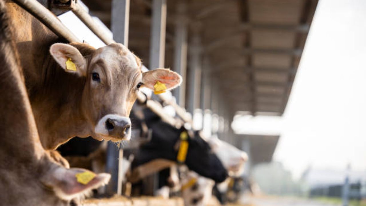 Protecting Milch Animals from Cold: Essential Tips for Indian Farmers