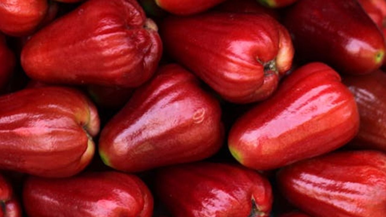 Malay Rose Apple: A Tropical Treasure with Untapped Nutritional ...