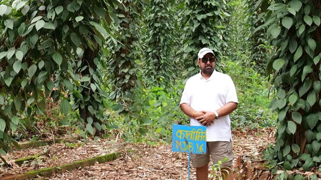 Black Pepper Plantation In India