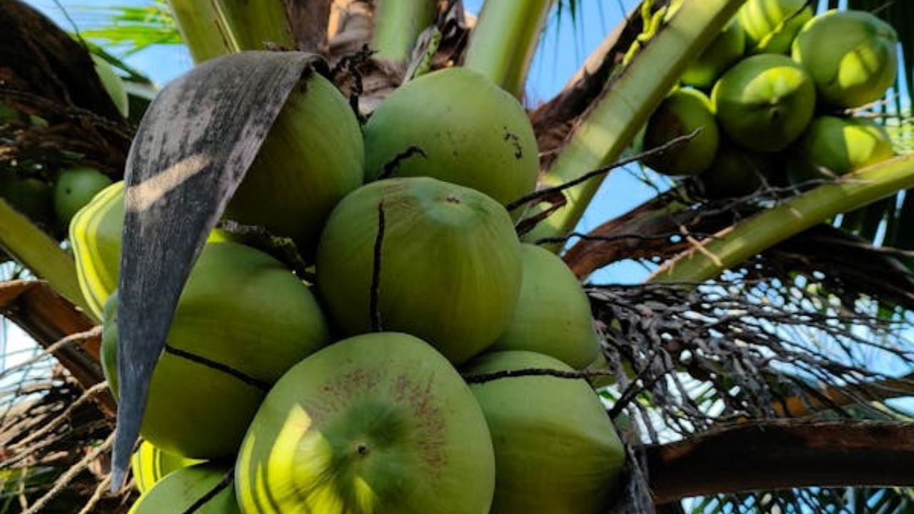 Coconut Farming in India: A Guide to High-Yield Varieties, Productivity ...