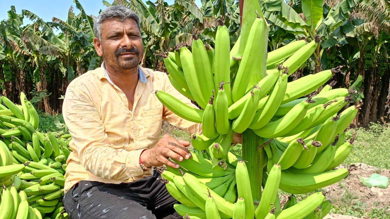 Gujarat Farmer Earns 50-60 Lakhs Annually through Hi-Tech Banana ...