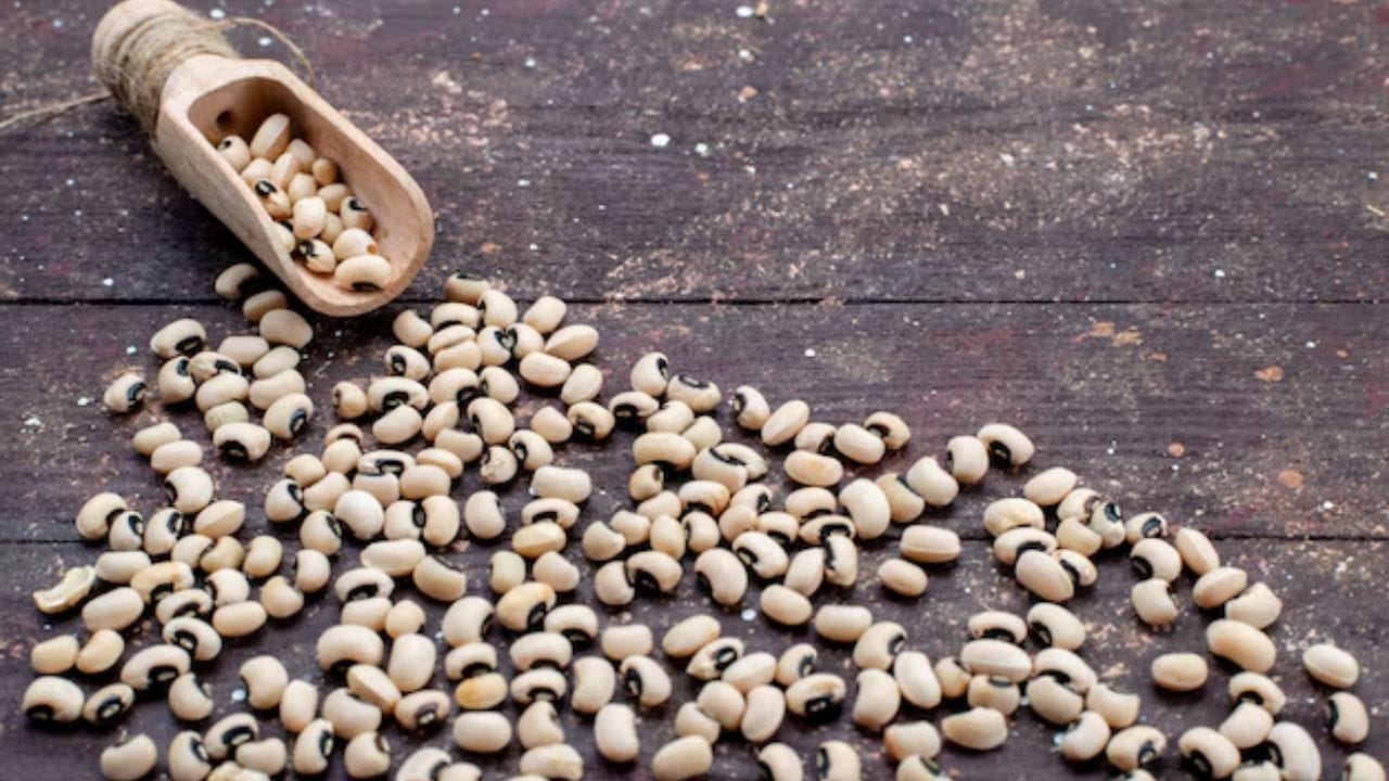 Thar Jyothi: A High-Yielding, Early-Maturing Cowpea Variety for Semi ...