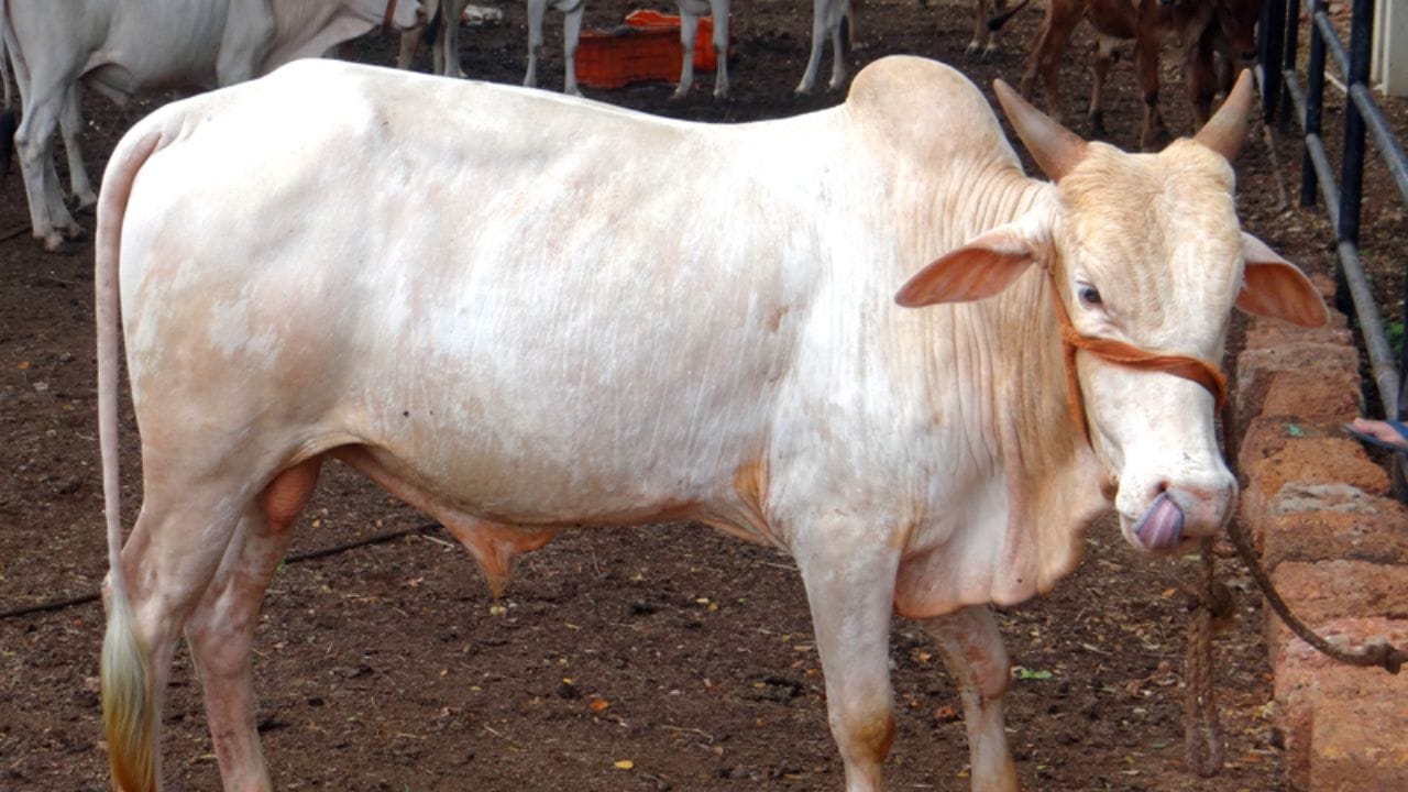 Shweta Kapila: Goa's First Indigenous Cattle Breed Gets National ...