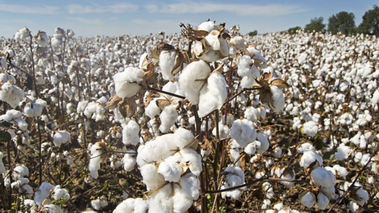 Cotton: From Fiber to Fuel- Exploring Its Diverse Applications