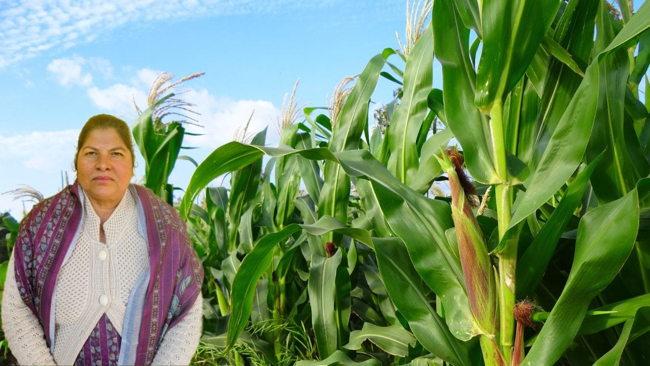Punjab Woman Farmer Boosts Maize Yield to 20 Quintals Per Acre with ...