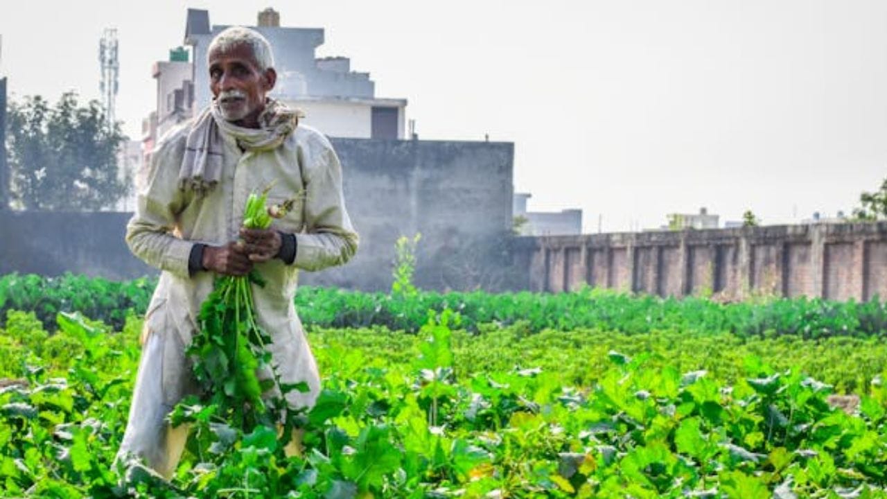 Post-Harvest Management of Rabi Crops: Ensuring Quality, Reducing ...