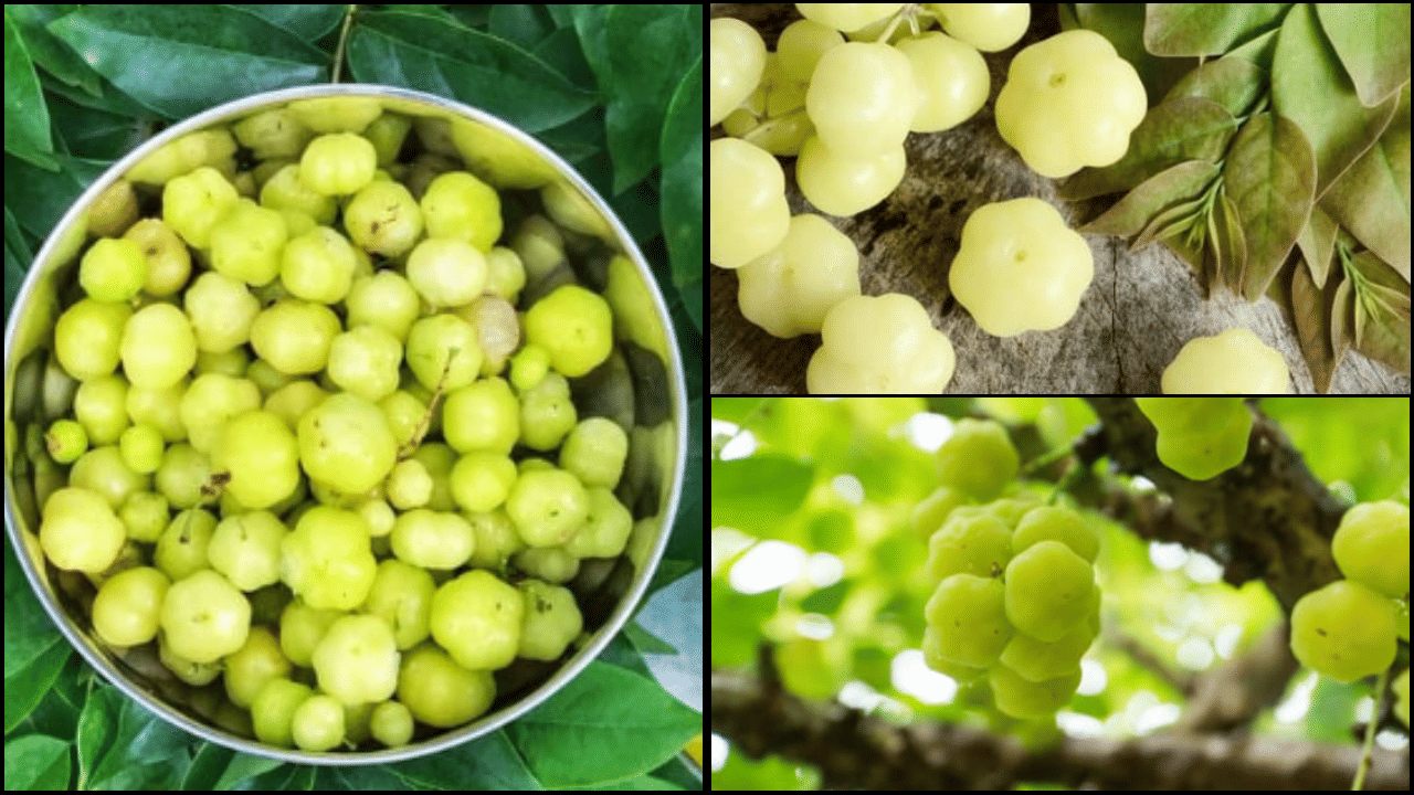 Star Gooseberry Fruit