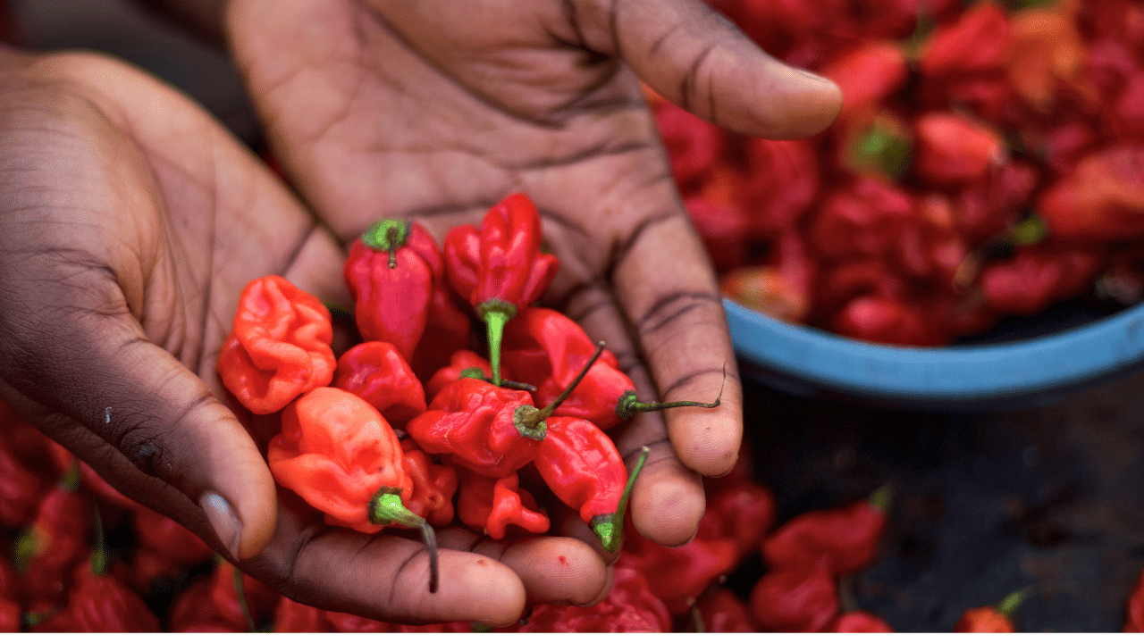 King Chilli: A Complete Guide to Growing India’s Fieriest Spice