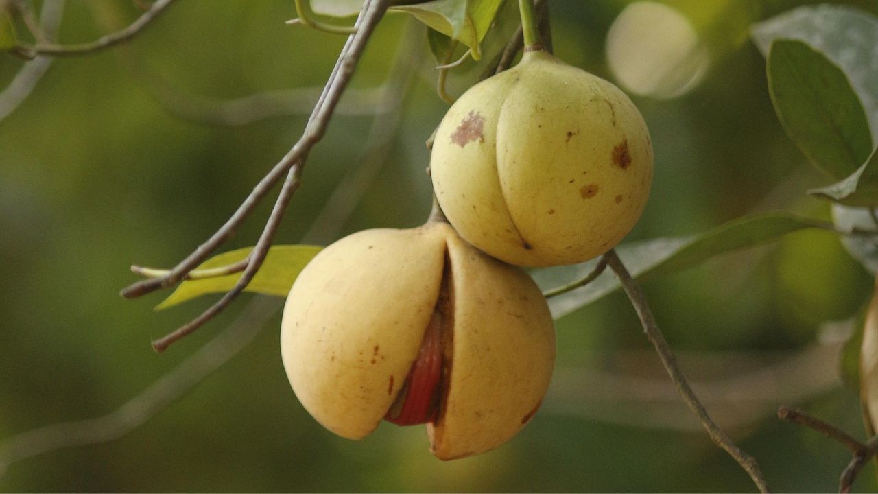 Nutmeg Cultivation: Grow Viswasree and Keralashree Varieties for Higher ...