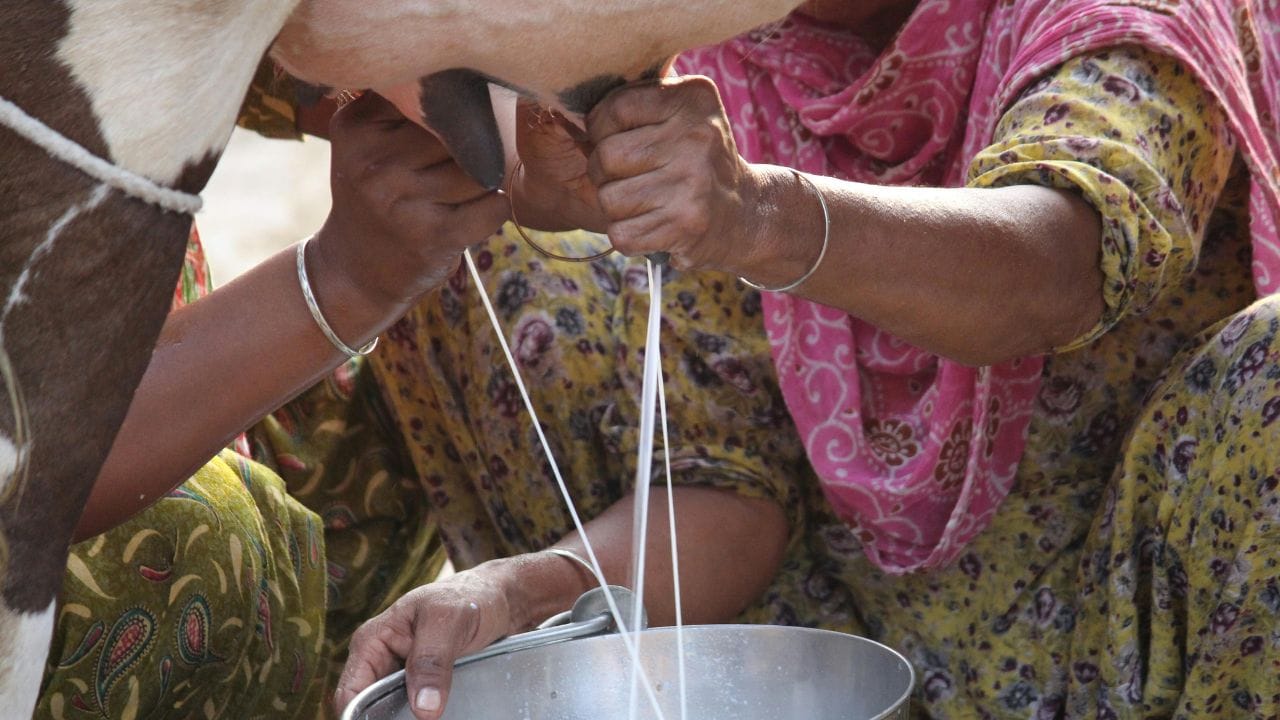 Global Food Prices Rise in April 2025 as Cereal, Meat, and Dairy Costs ...