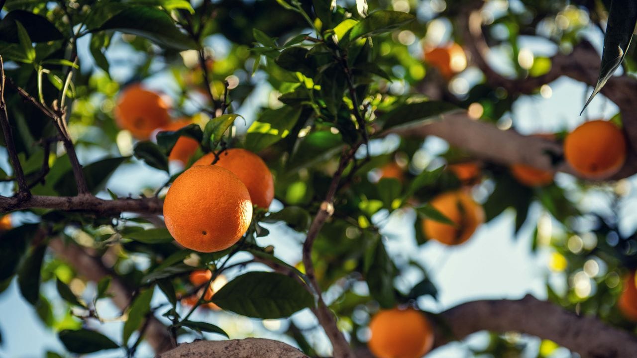 Revitalize Your Farm with Coorg Oranges: A Unique, High-Demand Crop ...