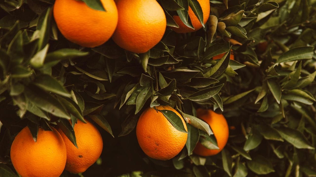 Kinnow: A Profitable Choice for Thriving Farms and Higher Earnings