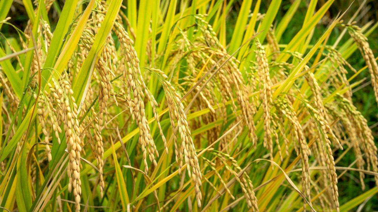 DRR Dhan 100 (Kamala): Early Harvest, Higher Yield, and Drought ...