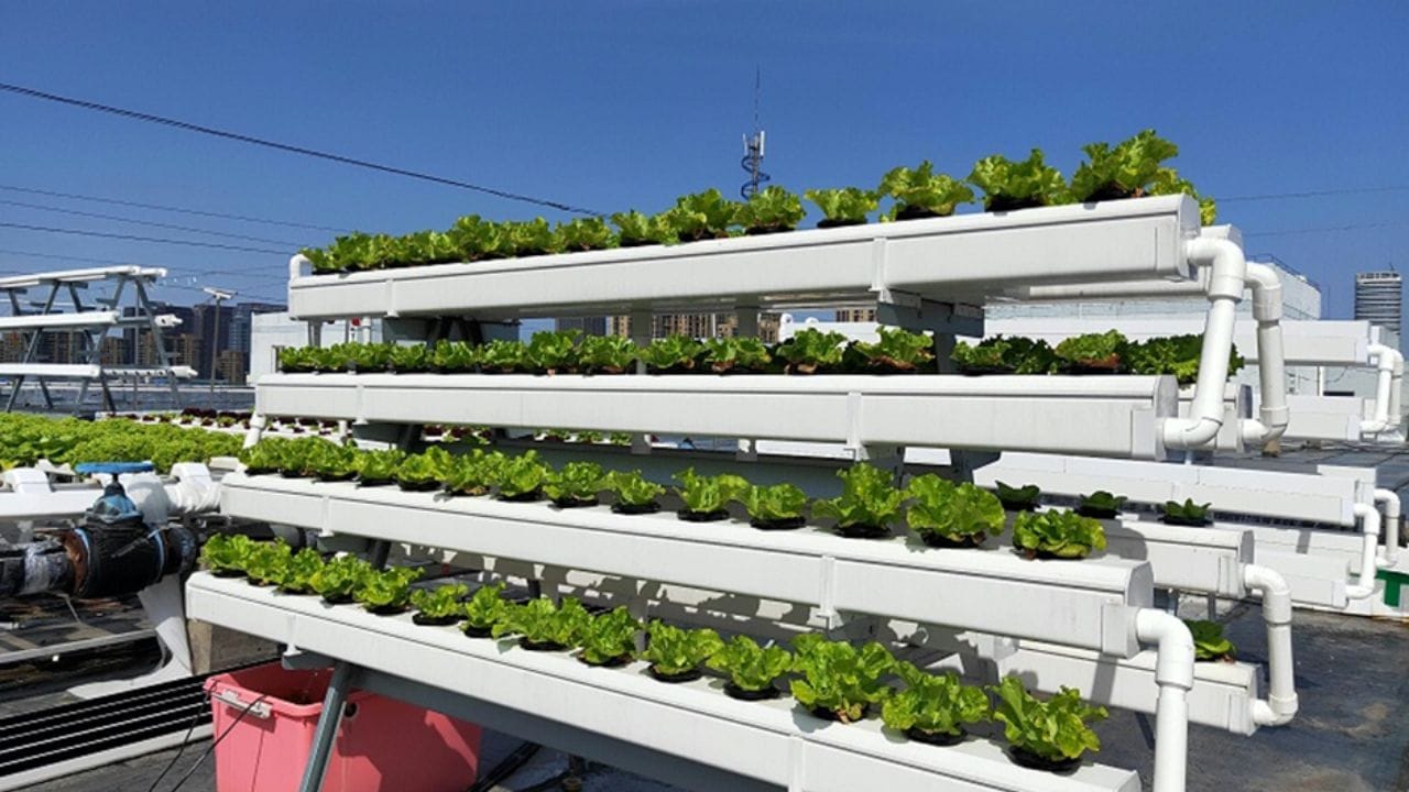 How to Set Up Your Own Outdoor Hydroponic Garden: A Beginner's Guide