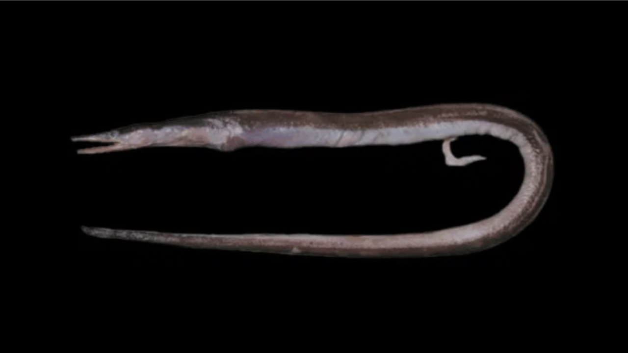 A New Deep-Sea Marvel: Discovering Smith’s Witch Eel off the Coast of India