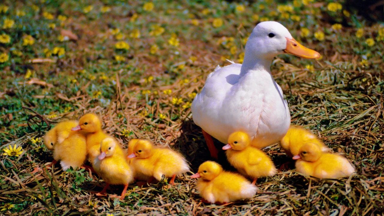 Duck Farming Made Safer: A Must-Know Health Checklist for Poultry Farmers