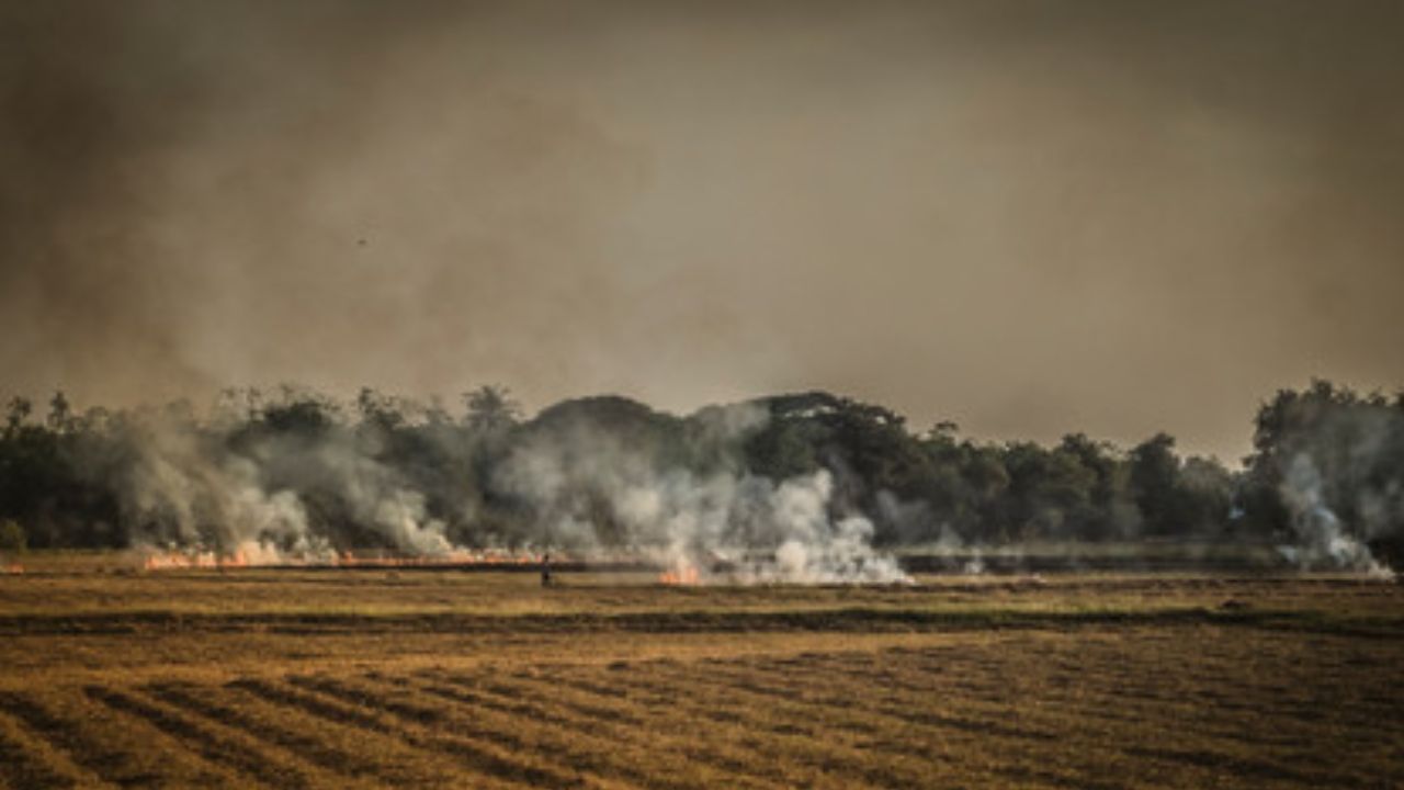 Jhum Cultivation: Empowering Tribal Farmers Through Tradition and ...