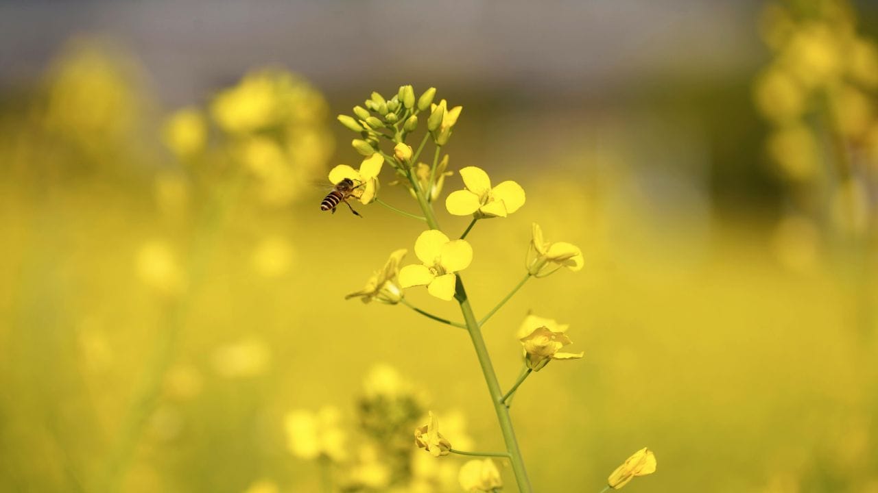 ICAR-DFR Pune Launches India’s First Pollinator Habitat Restoration Kit ...