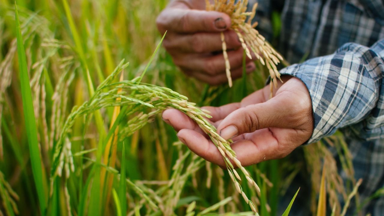 IRRI Launches four High-Yield Rice Varieties in DRC to Enhance Food ...