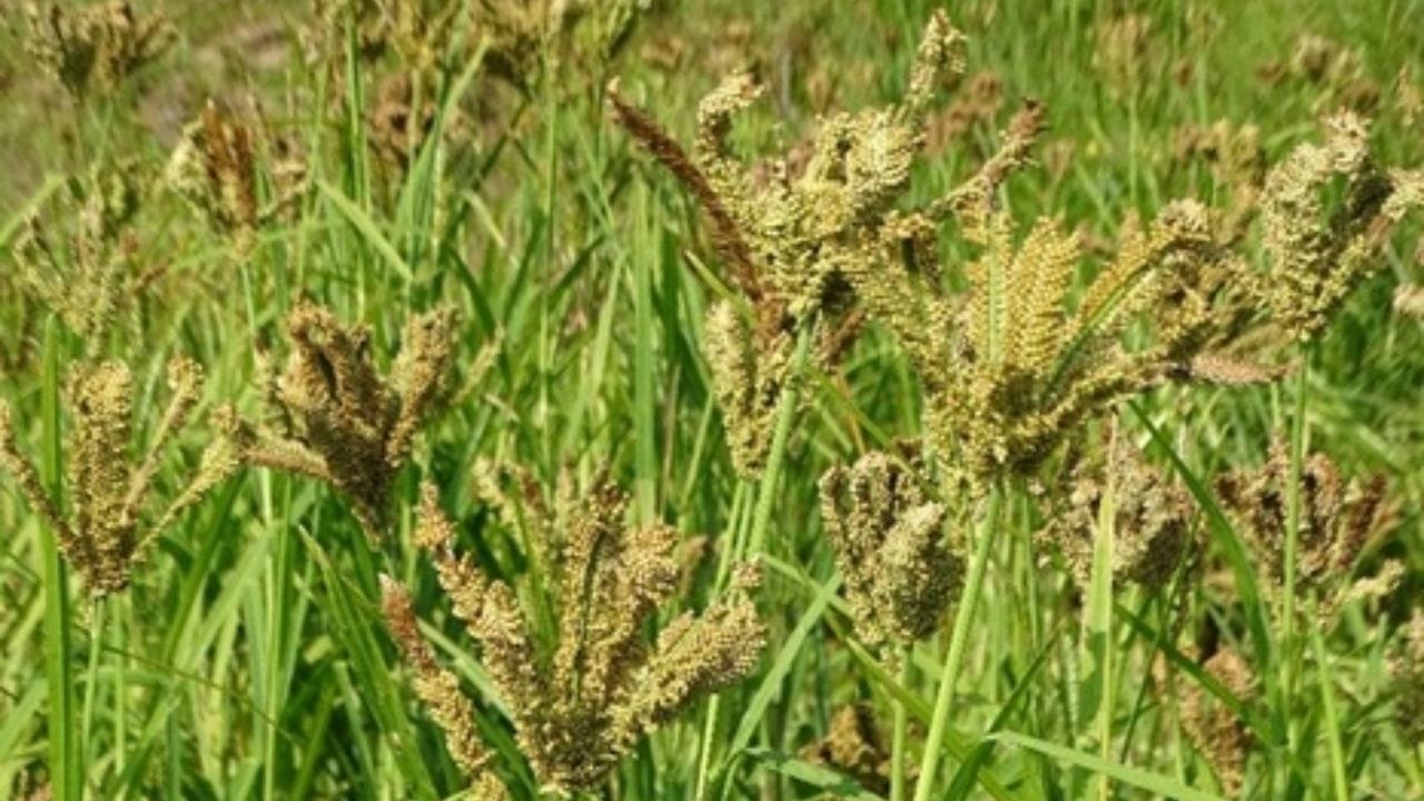 Uttarakhand’s Traditional Millet ‘Jhumkiya Mandua’ Gets Legal ...