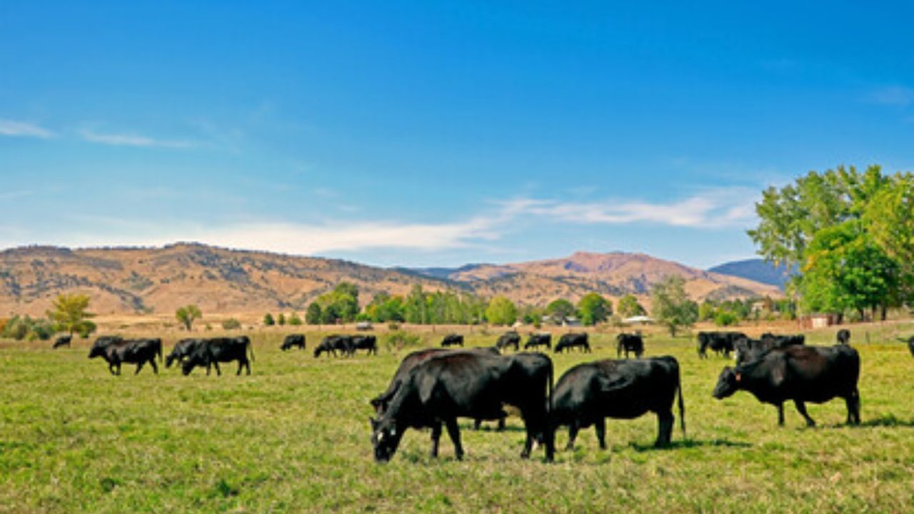 Green Fodder Cultivation: A Smart Way for Farmers to Boost Livestock ...
