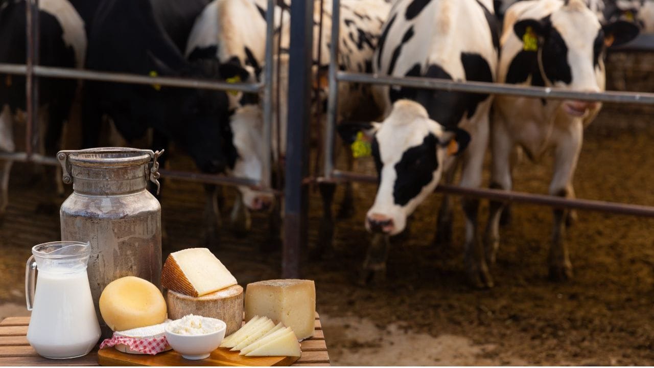NextGen GST Reforms Boost Dairy Sector; Most Products at Nil or 5% ...