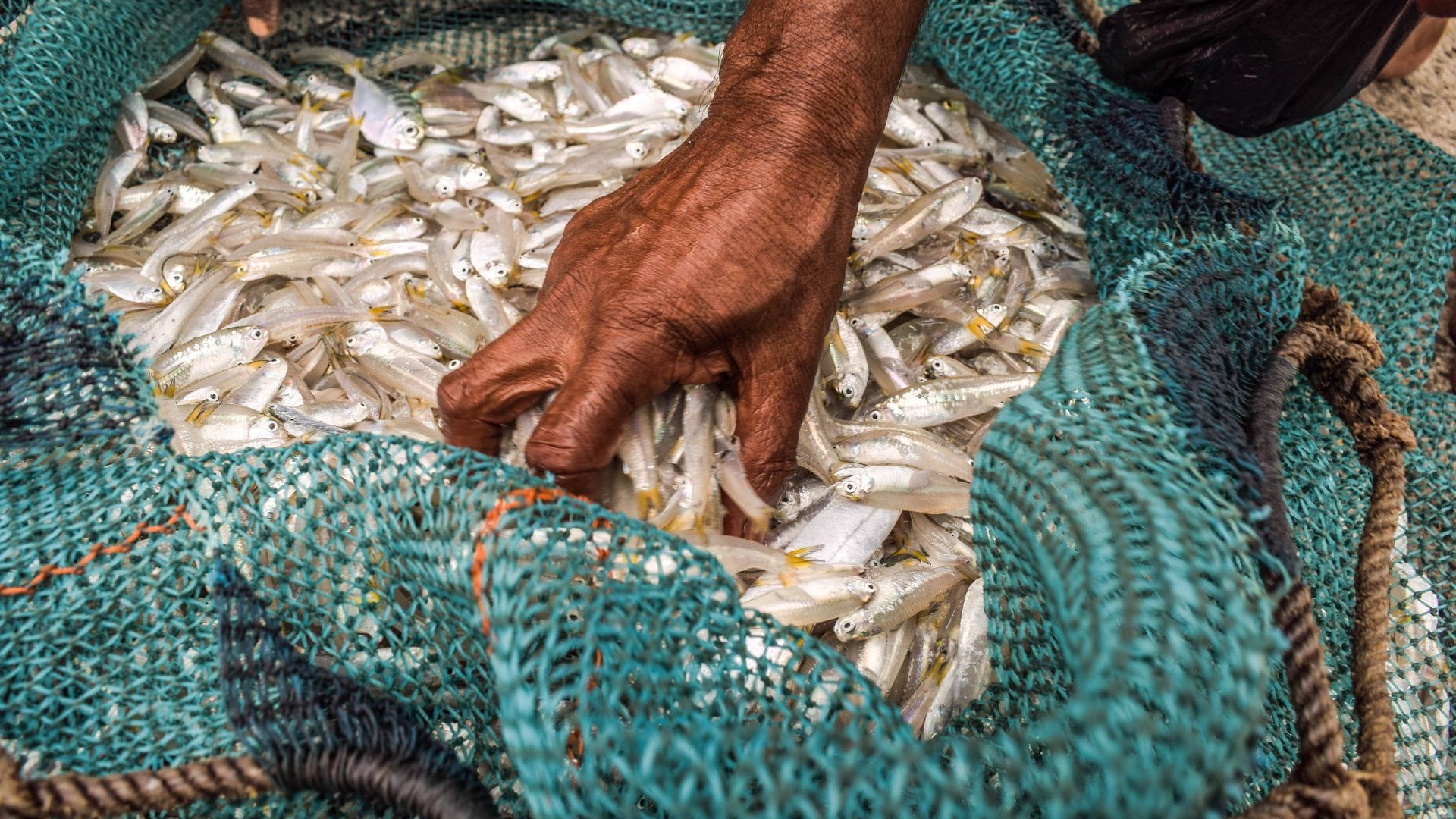 GST Relief for Fisheries: Seafood, Fishing Gear and Aquaculture Inputs ...