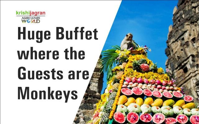 Huge Buffet where the Guests are Monkeys