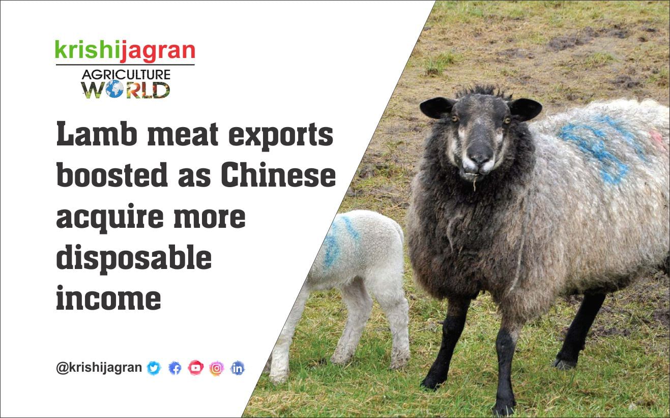 Lamb meat exports boosted as Chinese acquire more disposable income
