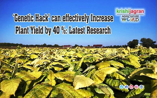 ‘Genetic Hack' can effectively Increase Plant Yield by 40 %: Latest ...
